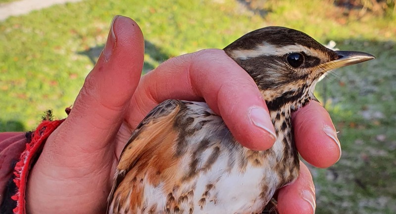 Bird Ringing in Glen Nevis